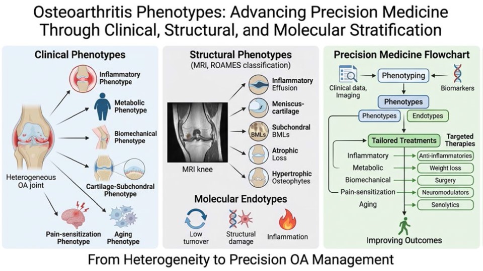 Beyond “Wear and Tear”: The Story Behind Our Paper on Osteoarthritis ...